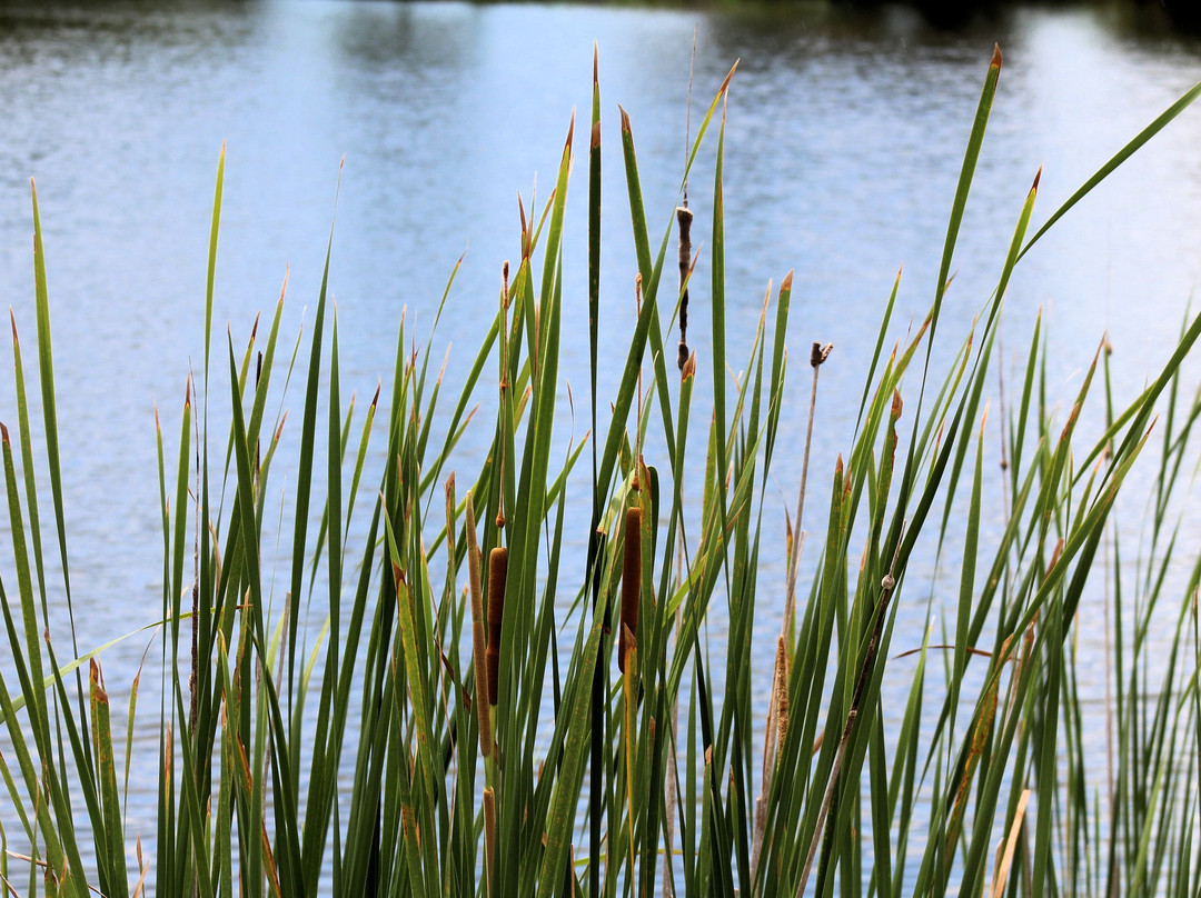 2023年11月The Venice Area Audubon Rookery景点攻略-The Venice Area Audubon ...