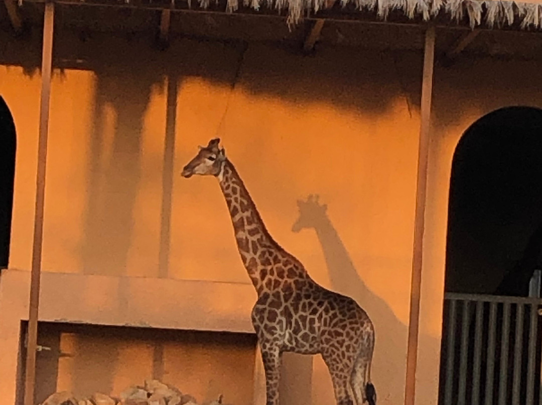 2025年2月Riyadh Zoo景点攻略-Riyadh Zoo门票预订|地址|图片-Riyadh Zoo景点点评-猫途鹰