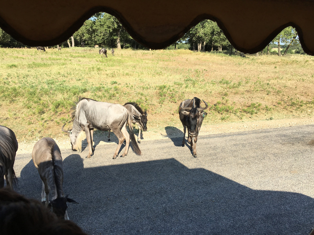 2024年7月Fossil Rim Wildlife Center景点攻略-Fossil Rim Wildlife Center门票预订|地址 ...