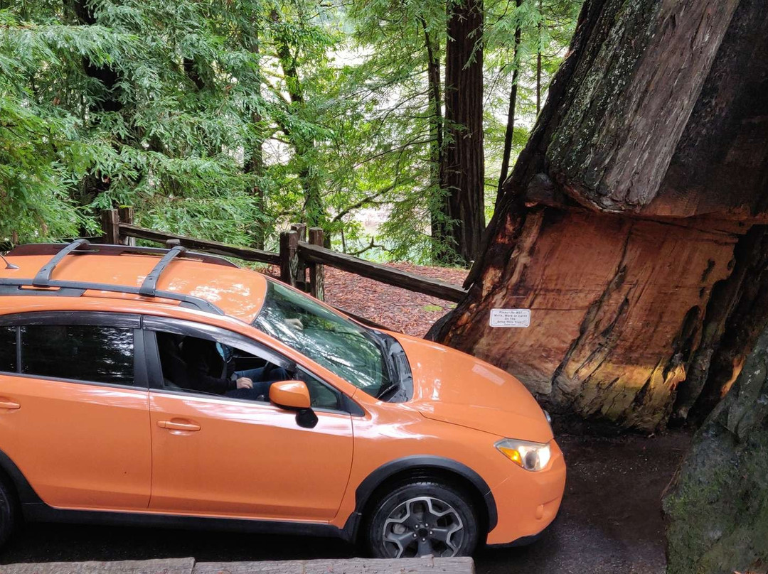 2024年2月Shrine Drive-Through Tree景点攻略-Shrine Drive-Through Tree门票预订|地址 ...