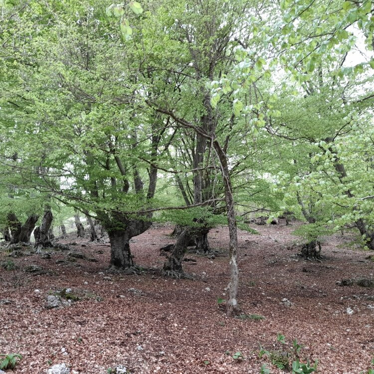 2025年2月Campo di Montelanico景点攻略-Campo di Montelanico门票预订|地址|图片-Campo di ...