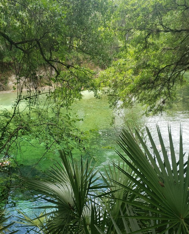 2025年2月Blue Spring State Park景点攻略-Blue Spring State Park门票预订|地址|图片-Blue ...