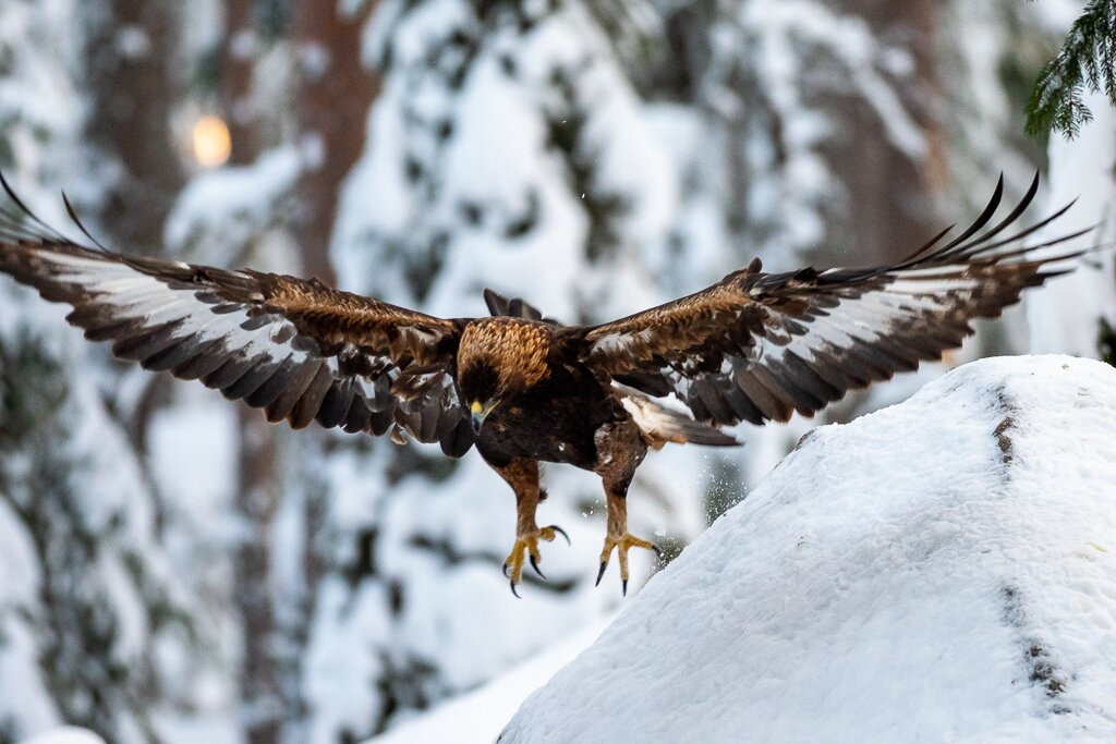 2024年8月Jarbo旅游景点攻略-Jarbo旅游住宿,-Jarbo旅游美食-猫途鹰