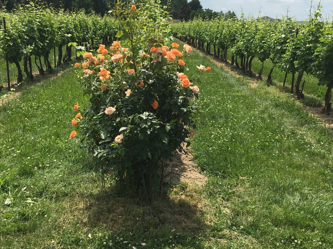 2025年2月Reif Estate Winery景点攻略-Reif Estate Winery门票预订|地址|图片-Reif Estate ...