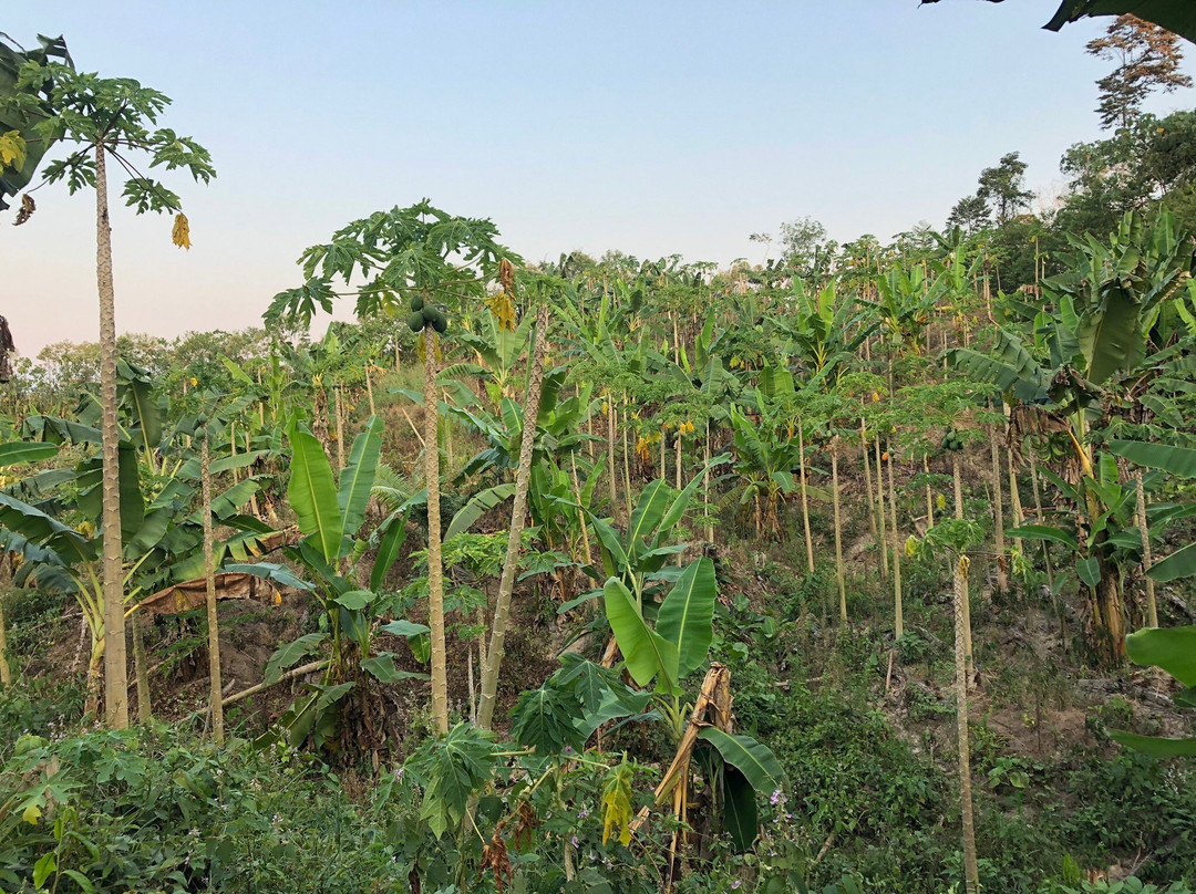 2024年11月Puerto Inca旅游景点攻略-Puerto Inca旅游住宿,-Puerto Inca旅游美食-猫途鹰