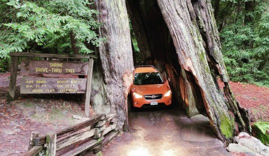 2024年2月Shrine Drive-Through Tree景点攻略-Shrine Drive-Through Tree门票预订|地址 ...
