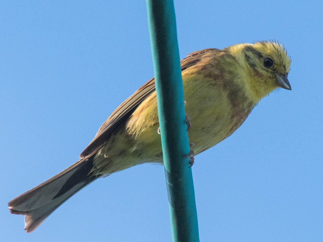 2025年2月Spains Hall Estate景点攻略-Spains Hall Estate门票预订|地址|图片-Spains Hall ...