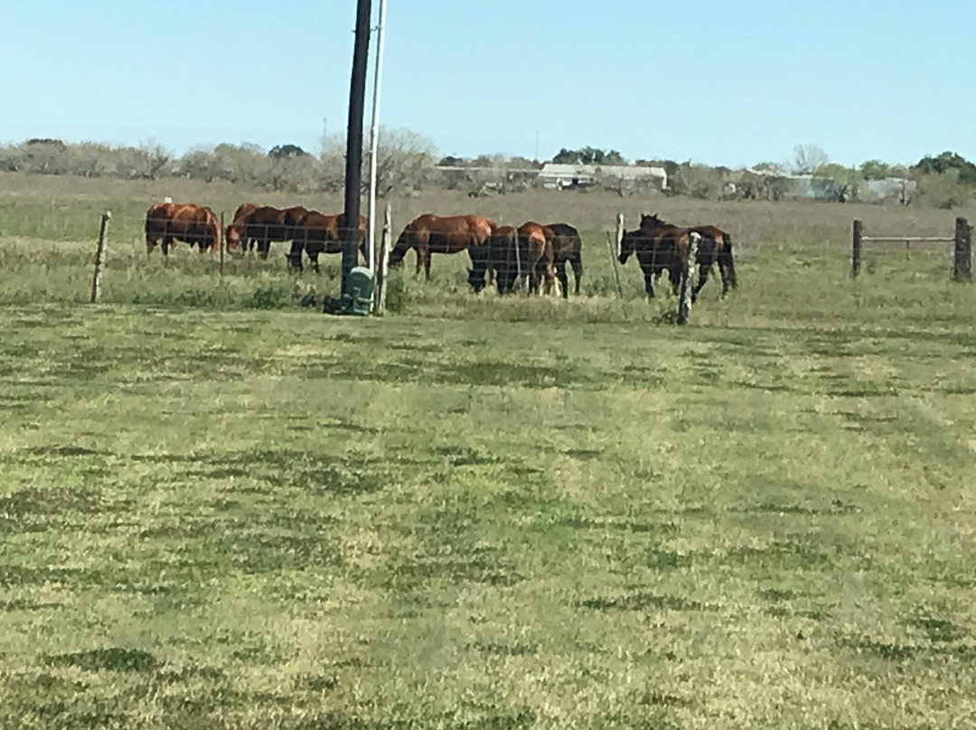 2024年6月King Ranch Visitor Center景点攻略-King Ranch Visitor Center门票预订|地址 ...