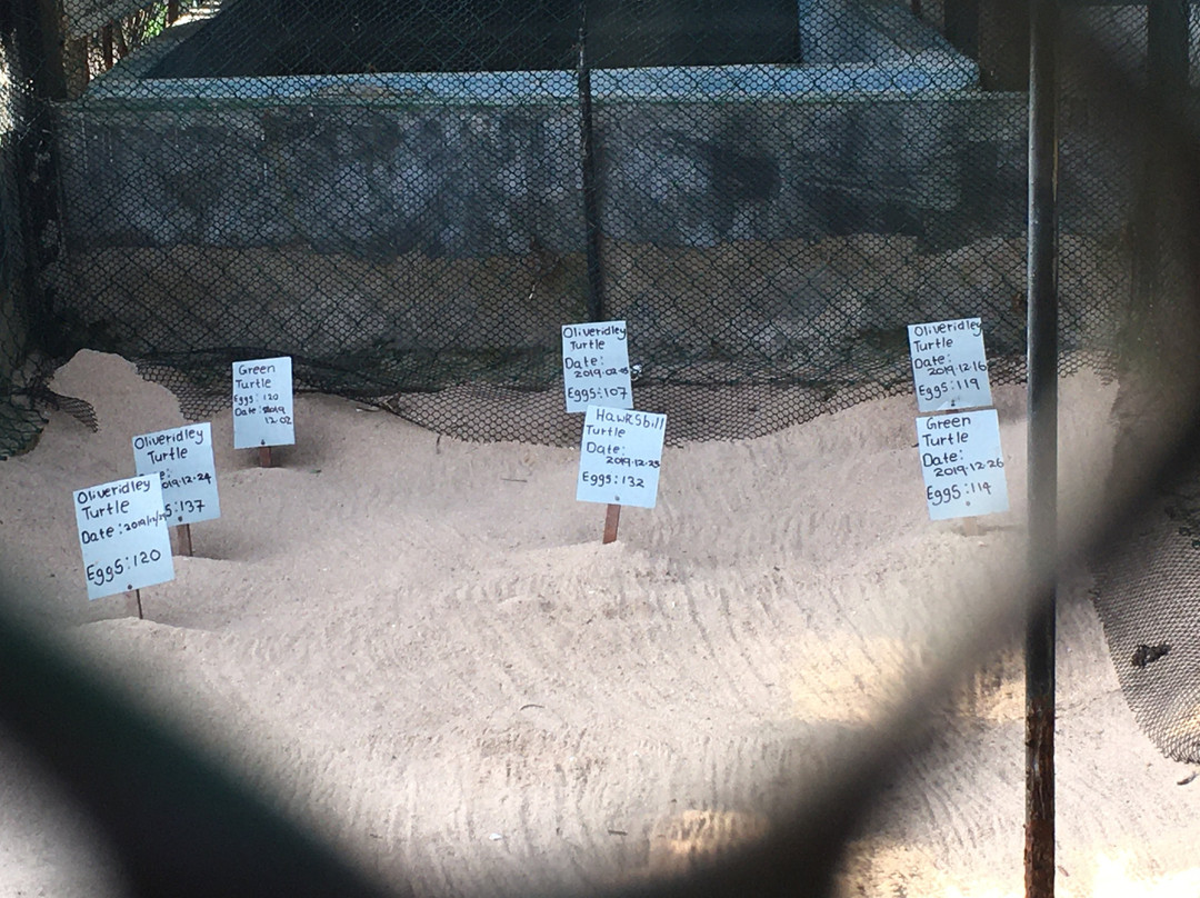 2025年2月Sea Turtle Farm Galle Mahamodara景点攻略-Sea Turtle Farm Galle ...