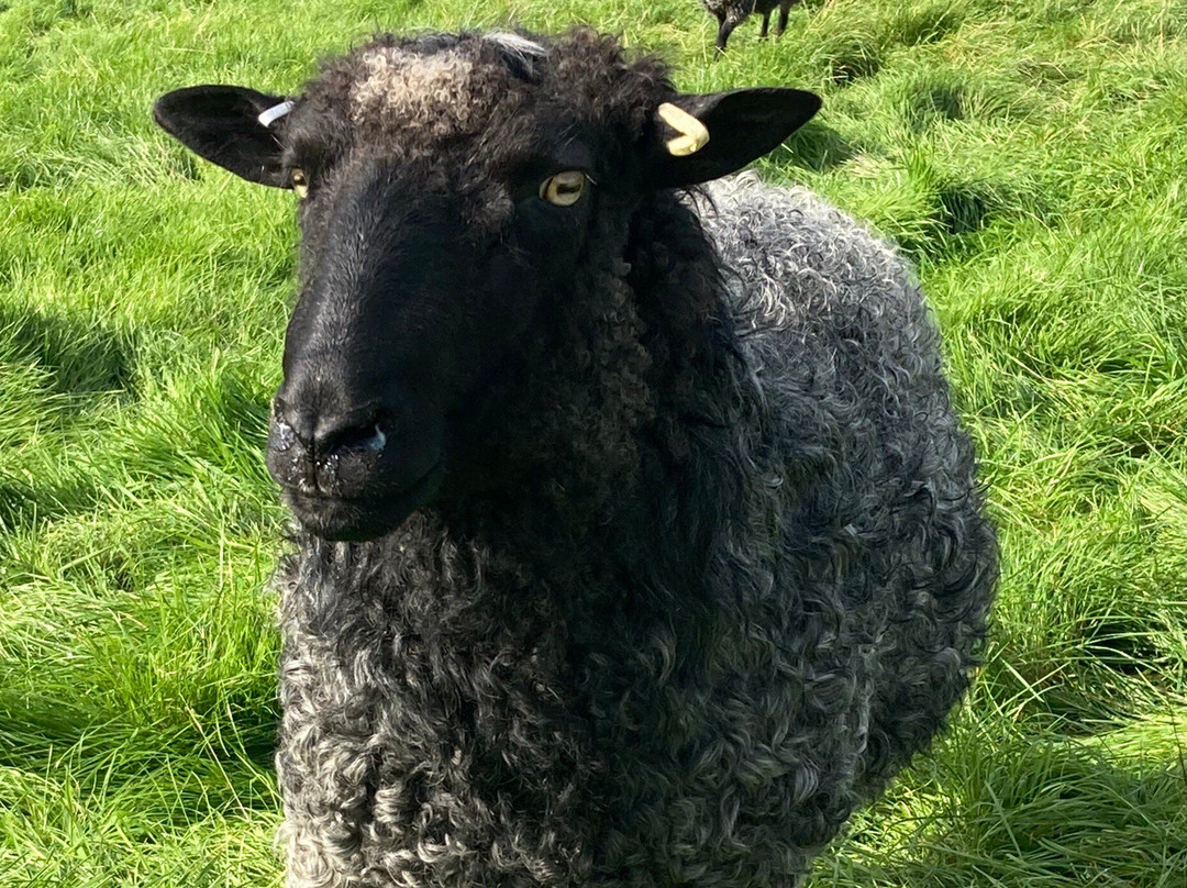 2024年5月Highampton旅游景点攻略-Highampton旅游住宿,-Highampton旅游美食-猫途鹰