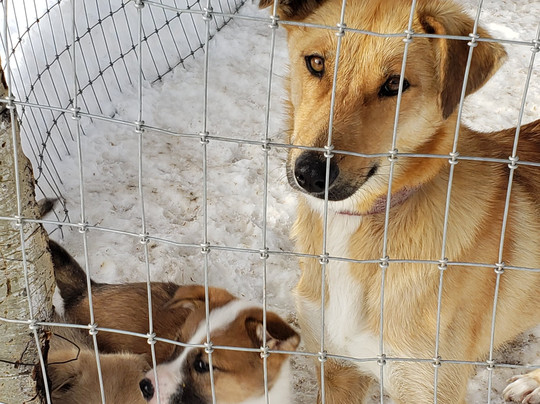 2024年1月Durango Dog Ranch景点攻略-Durango Dog Ranch门票预订|地址|图片-Durango Dog ...