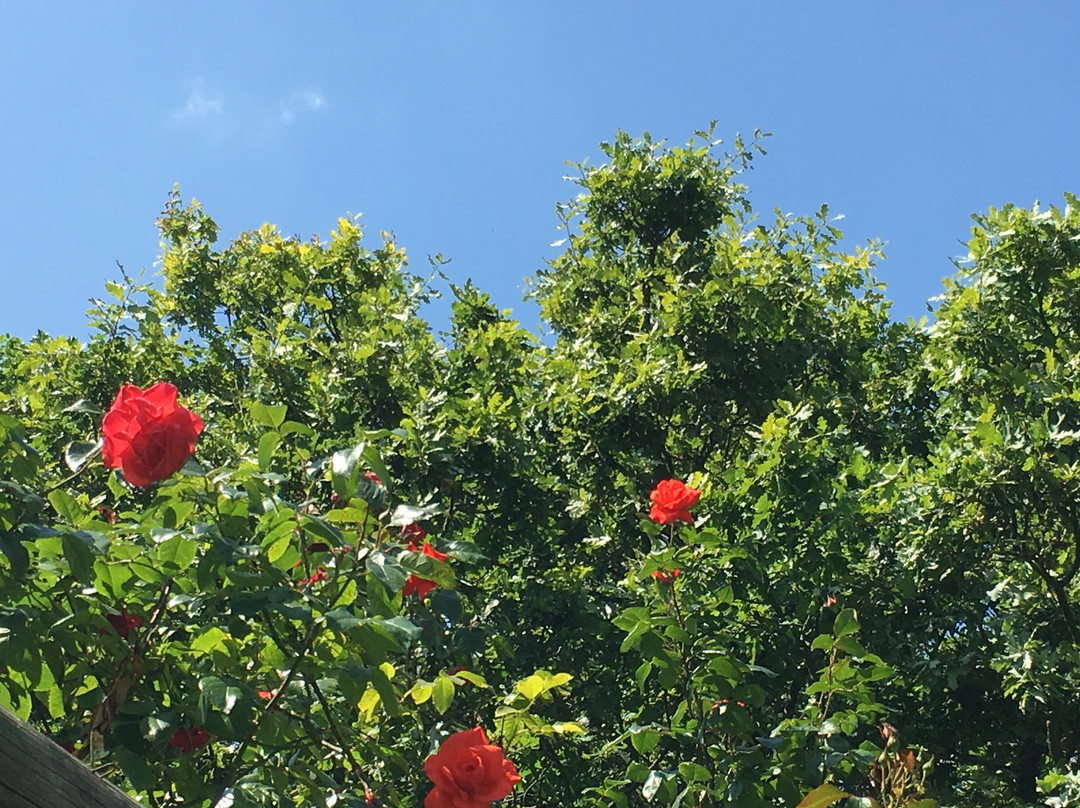 2024年10月Valbyparken景点攻略-Valbyparken门票预订|地址|图片-Valbyparken景点点评-猫途鹰