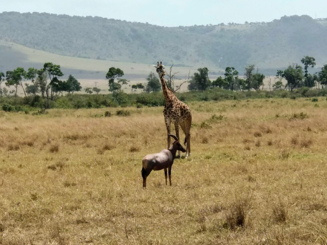 2025年3月Mara Triangle景点攻略-Mara Triangle门票预订|地址|图片-Mara Triangle景点点评-猫途鹰
