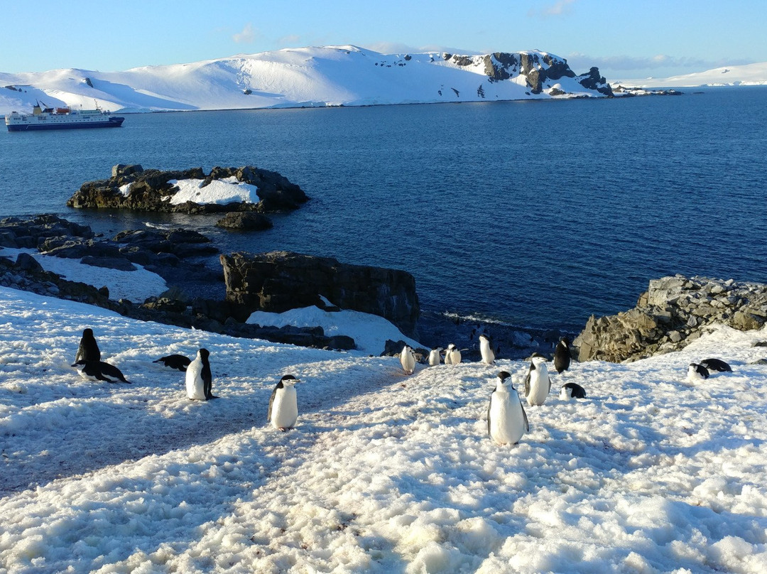 2025年5月King George Island景点攻略-King George Island旅游必去景点-King George ...