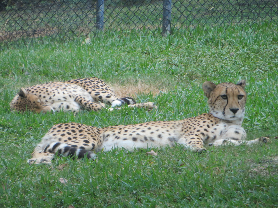 2023年12月Caldwell Zoo景点攻略-Caldwell Zoo门票预订|地址|图片-Caldwell Zoo景点点评-猫途鹰