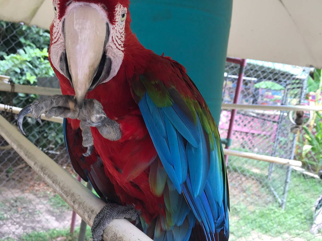 2024年5月Uncle Sandy's Macaw Bird Park景点攻略-Uncle Sandy's Macaw Bird Park ...