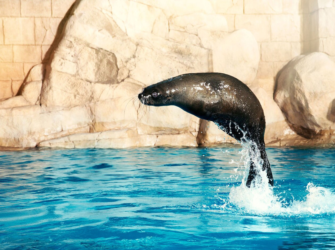 2024年11月Sea Lion Point景点攻略-Sea Lion Point门票预订|地址|图片-Sea Lion Point景点点评-猫途鹰