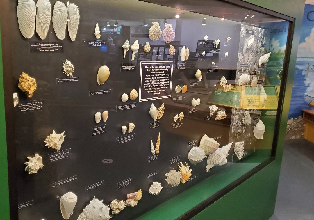 2025年3月The Bailey-Matthews National Shell Museum & Aquarium景点攻略-The ...