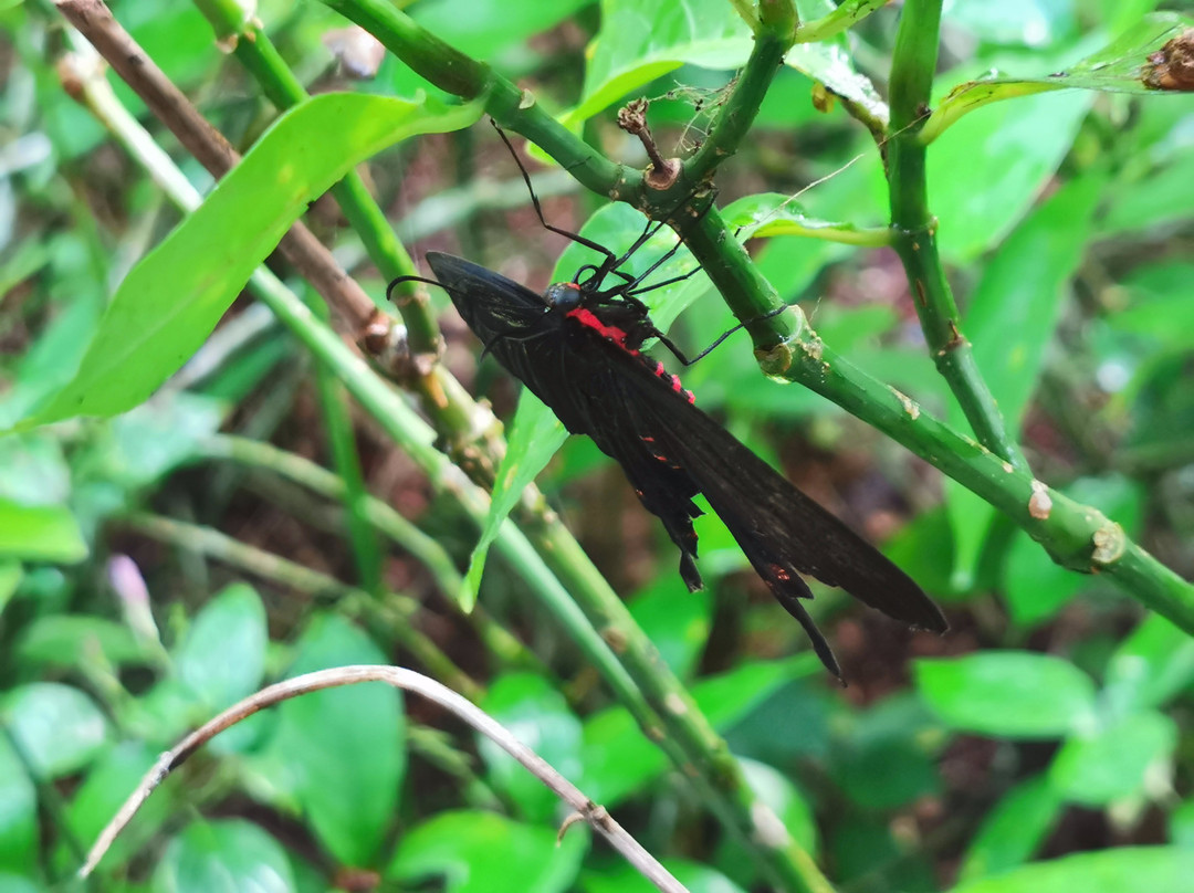 2024年2月Simply Butterflies Conservation Center景点攻略-Simply Butterflies ...