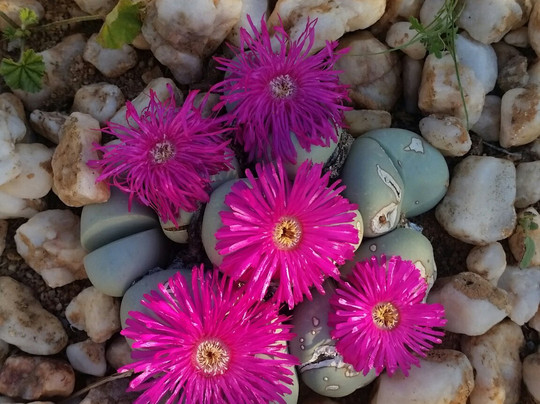 2025年10月Nuwerus旅游景点攻略-Nuwerus旅游住宿,-Nuwerus旅游美食-猫途鹰