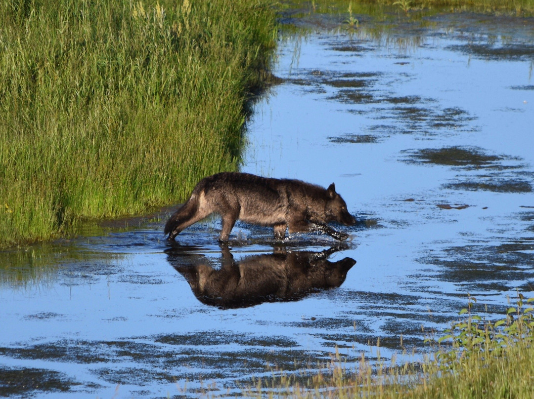 2024年1月Yellowstone Wolf Tracker景点攻略-Yellowstone Wolf Tracker门票预订|地址|图片 ...