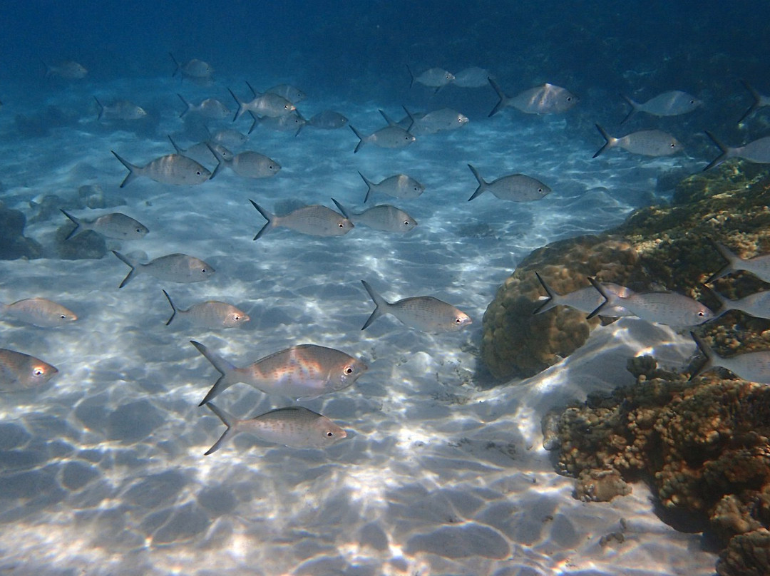 2024年10月Guam Ocean Adventures景点攻略-Guam Ocean Adventures门票预订|地址|图片-Guam ...