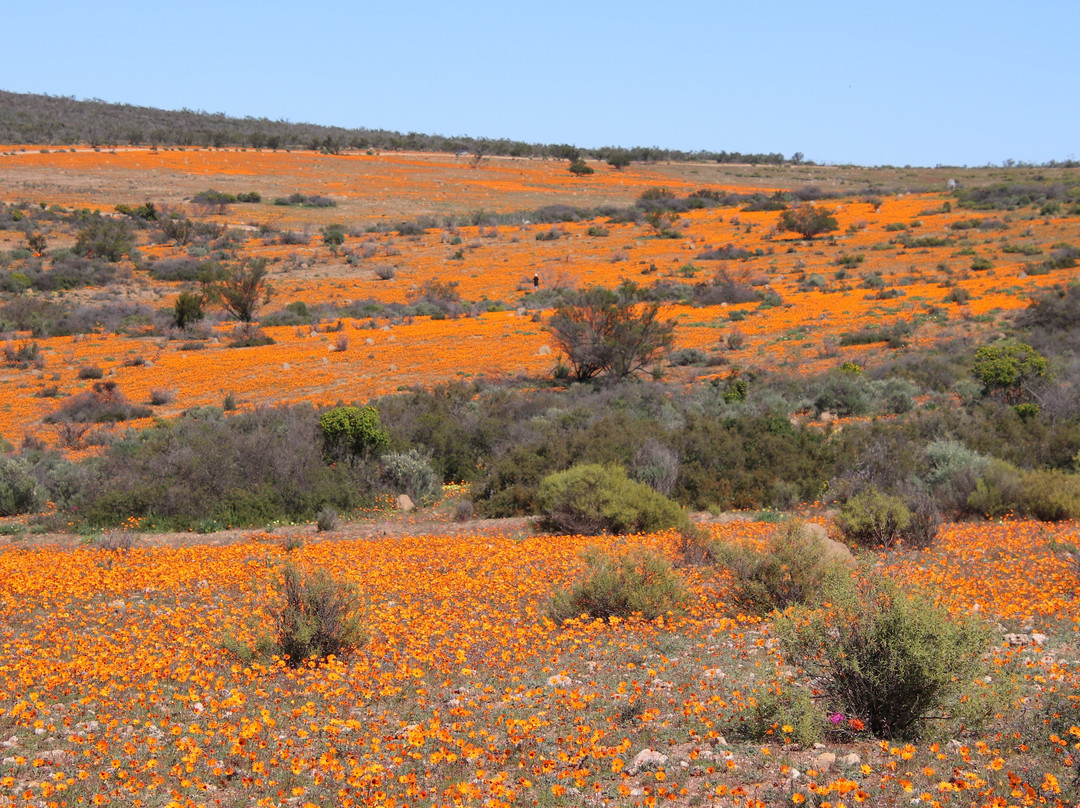 2024年12月Namaqua National Park景点攻略-Namaqua National Park门票预订|地址|图片 ...