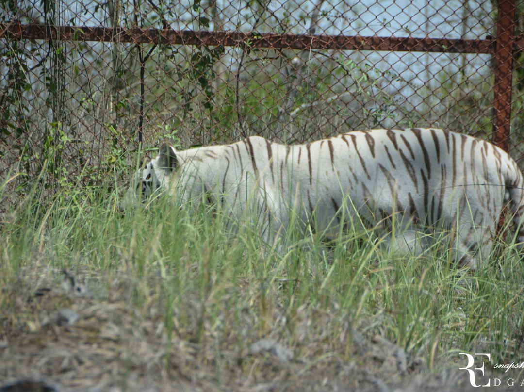 2023年11月White Tiger Safari Rewa景点攻略-White Tiger Safari Rewa门票预订|地址|图片 ...