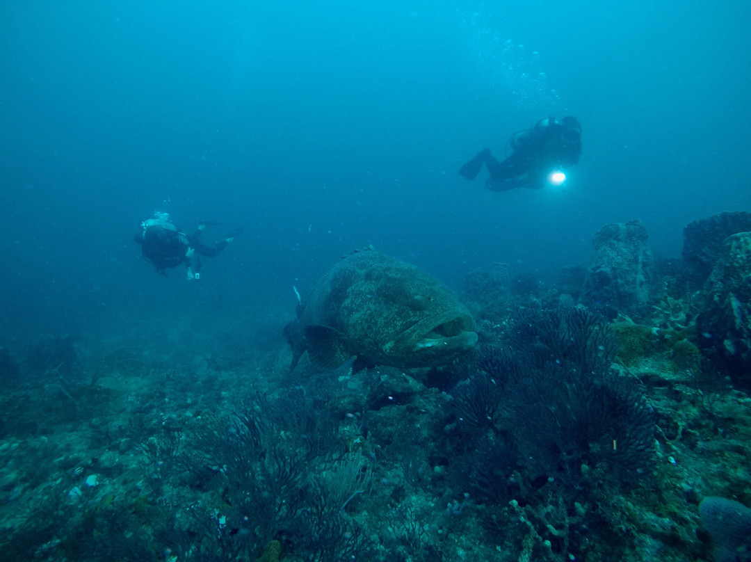 2024年2月Splashdown Divers景点攻略-Splashdown Divers门票预订|地址|图片-Splashdown Divers景点点评-猫途鹰