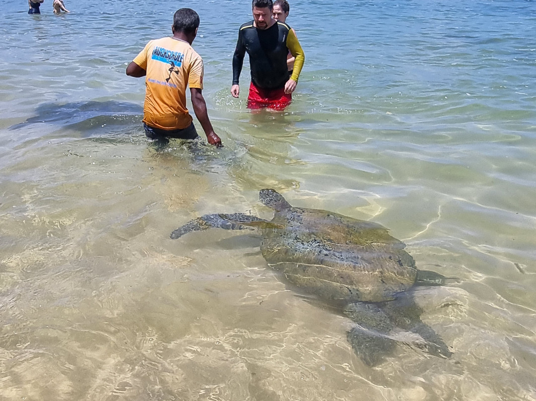 2025年2月Sea Turtle Farm Galle Mahamodara景点攻略-Sea Turtle Farm Galle ...