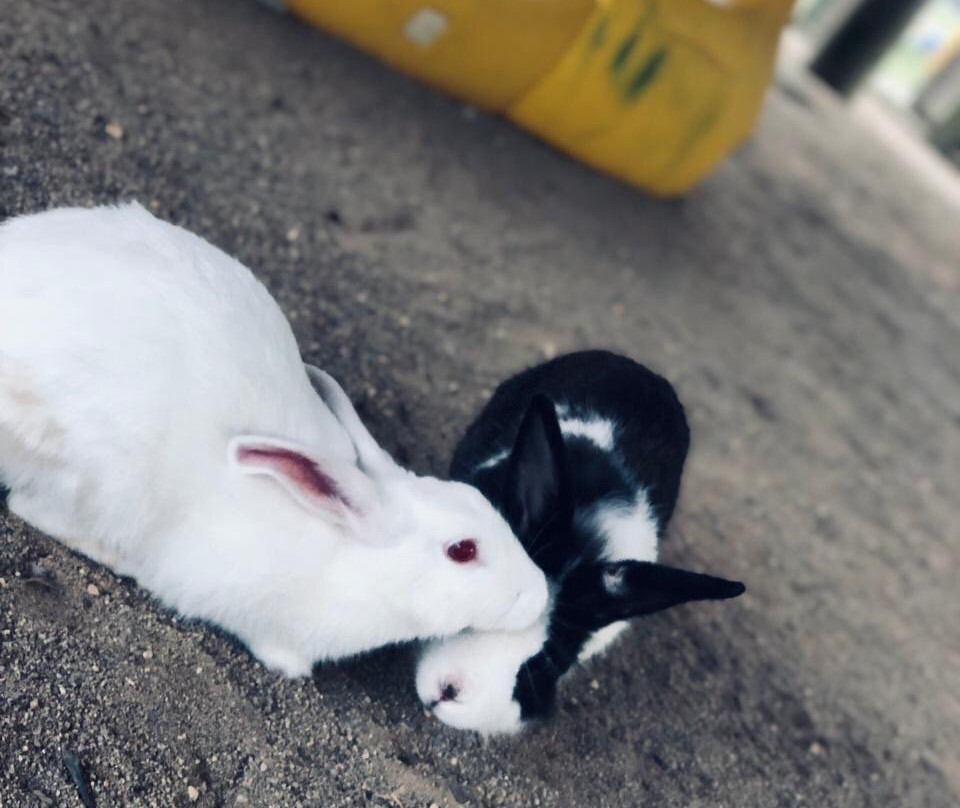 2023年12月Bukit Tinggi Rabbit Farm景点攻略-Bukit Tinggi Rabbit Farm门票预订|地址|图片 ...