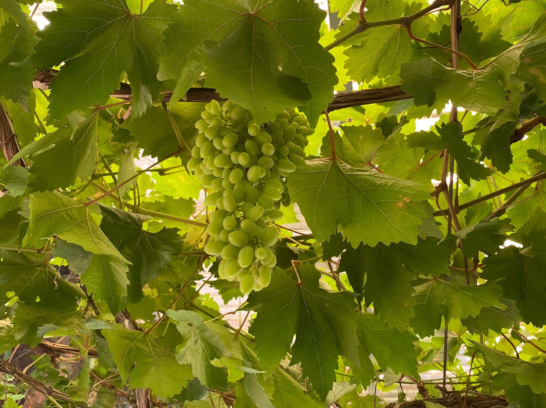 2024年3月Light Pass旅游景点攻略-Light Pass旅游住宿,-Light Pass旅游美食-猫途鹰