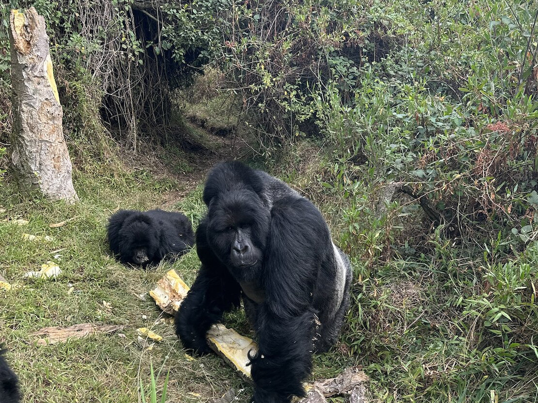 2023年11月Rwanda Gorilla Trek - Day Tours景点攻略-Rwanda Gorilla Trek - Day ...