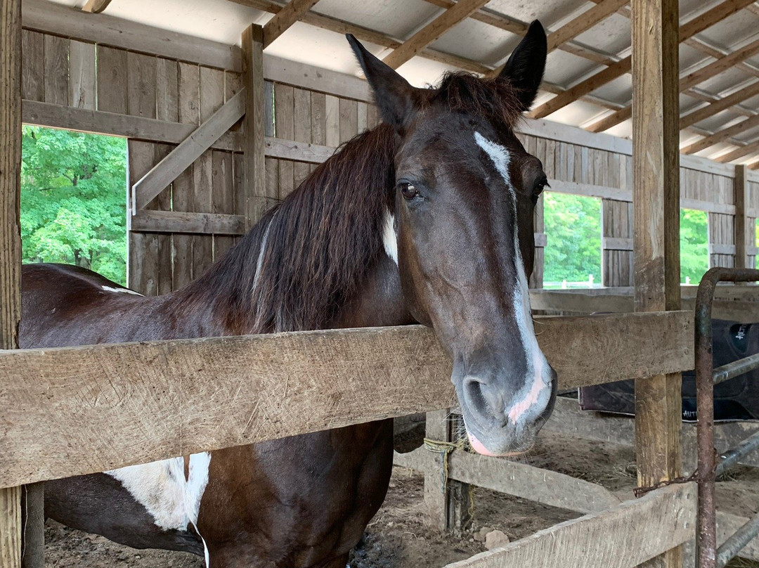 2024年10月Uncle Buck's Riding Stable景点攻略-Uncle Buck's Riding Stable门票预订 ...
