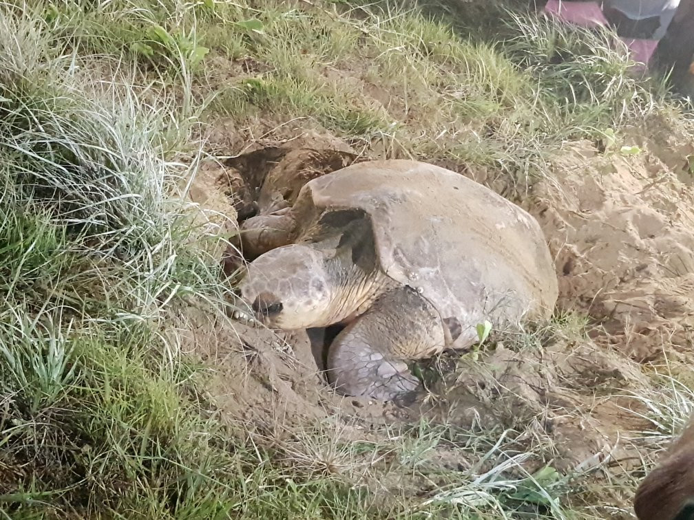 2024年3月Mon Repos Turtle Encounter景点攻略-Mon Repos Turtle Encounter门票预订|地址 ...