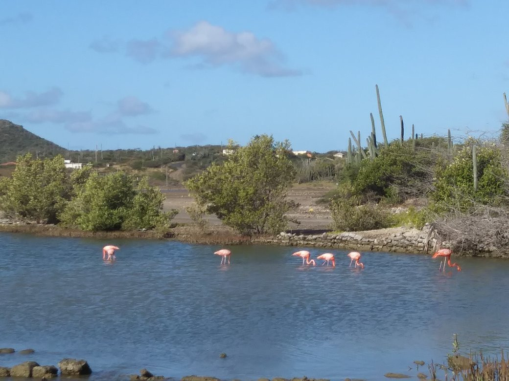 2023年11月Flamingo Sanctuary Sint Willibrordus景点攻略-Flamingo Sanctuary ...