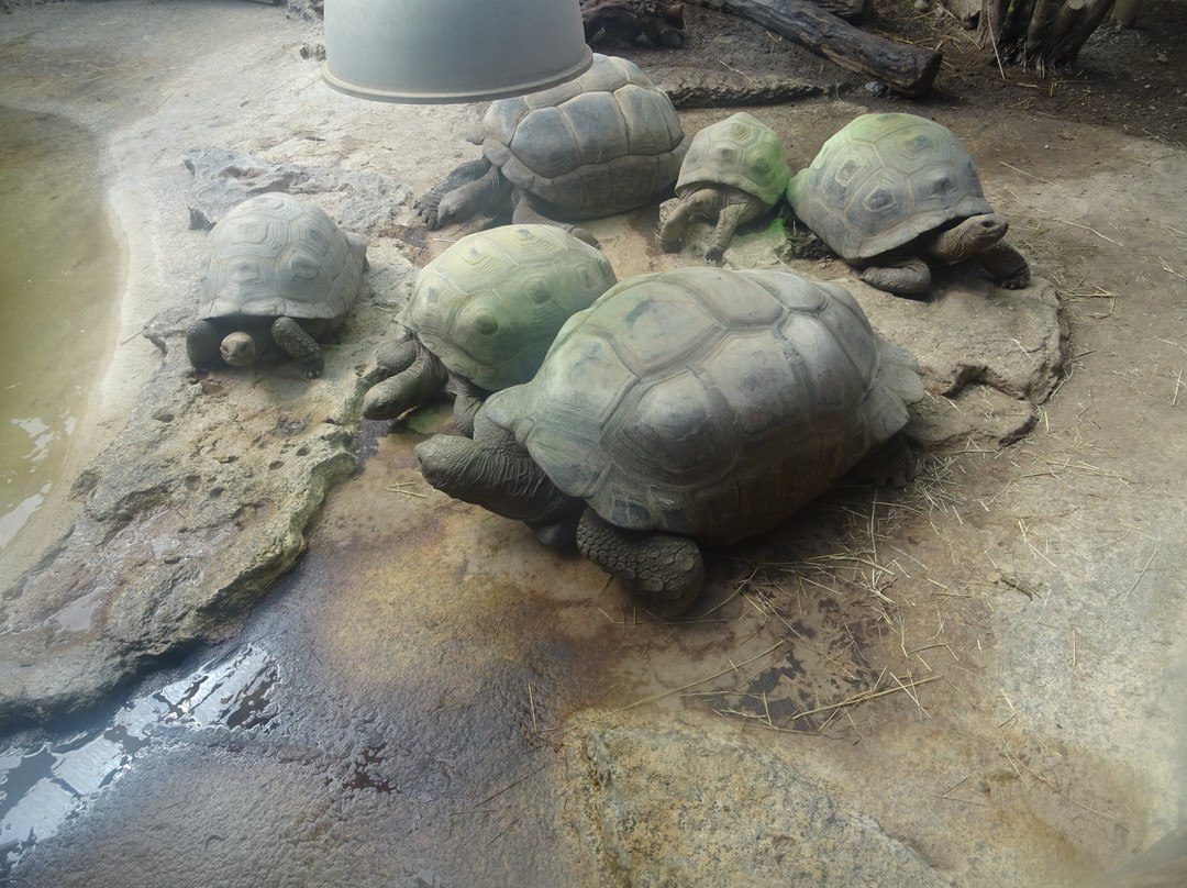 2024年10月Odense Zoo景点攻略-Odense Zoo门票预订|地址|图片-Odense Zoo景点点评-猫途鹰