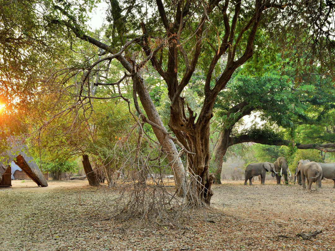 2024年10月Hurungwe旅游景点攻略-Hurungwe旅游住宿,-Hurungwe旅游美食-猫途鹰