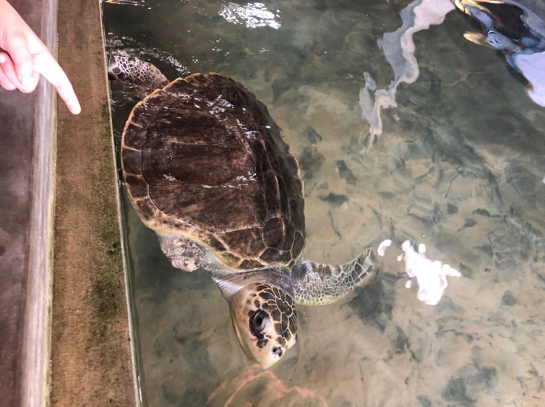 2025年2月Sea Turtle Farm Galle Mahamodara景点攻略-Sea Turtle Farm Galle ...
