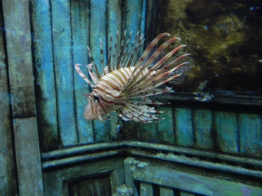 2025年3月U Shaka Marine World景点攻略-U Shaka Marine World门票预订|地址|图片-U Shaka ...