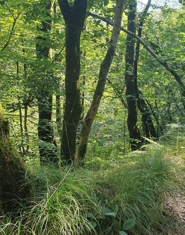 2023年11月Healey Dell Nature Reserve景点攻略-Healey Dell Nature Reserve门票预订 ...