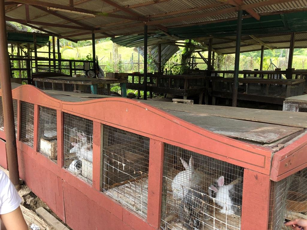 2023年12月Bukit Tinggi Rabbit Farm景点攻略-Bukit Tinggi Rabbit Farm门票预订|地址|图片 ...