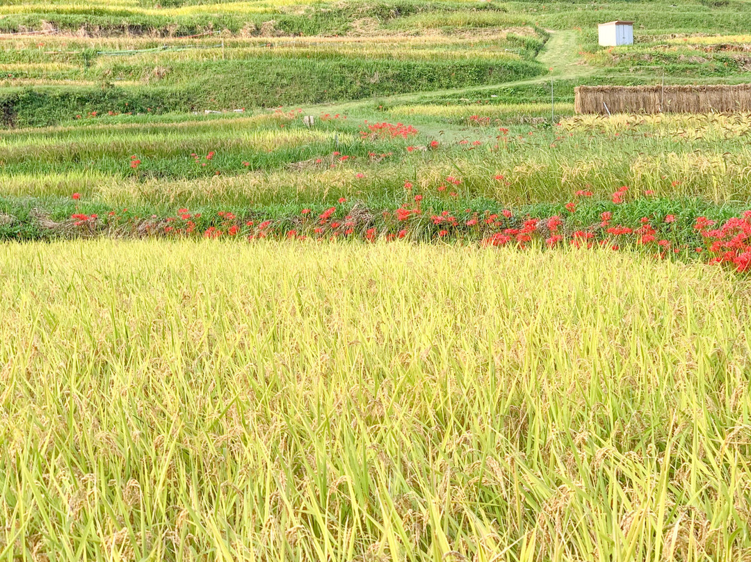 2024年3月Terasaka Rice Terraces景点攻略-Terasaka Rice Terraces门票预订|地址|图片 ...