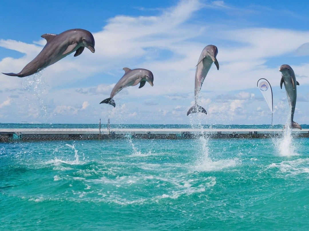 2025年12月Dolphin Island景点攻略-Dolphin Island门票预订|地址|图片-Dolphin Island景点点评-猫途鹰