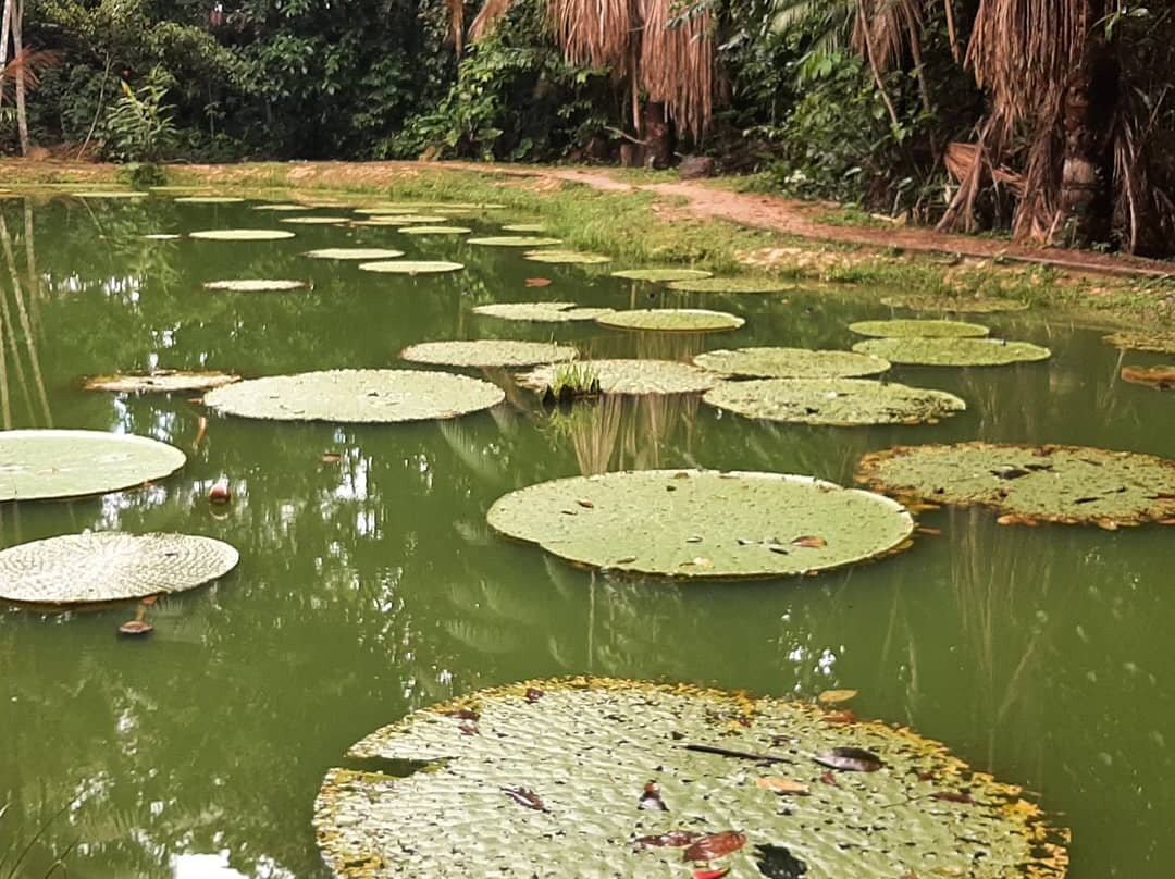 2024年10月Museu da Amazonia (MUSA)景点攻略-Museu da Amazonia (MUSA)门票预订|地址|图片 ...