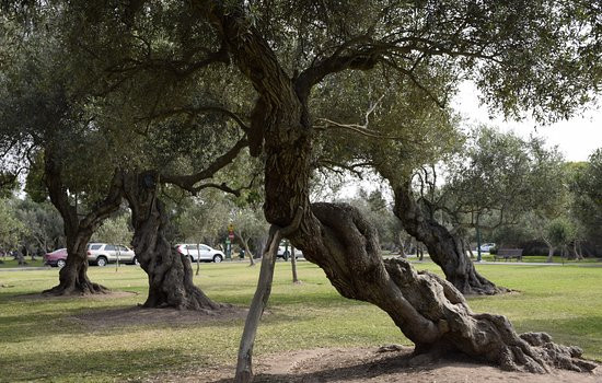 2025年3月Parque El Olivar de San Isidro景点攻略-Parque El Olivar de San ...