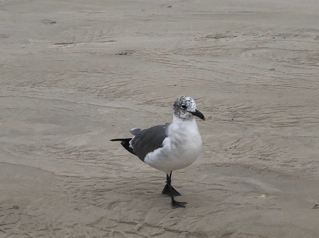 2025年2月Michael J. Ellis Beach & Seawall景点攻略-Michael J. Ellis Beach ...