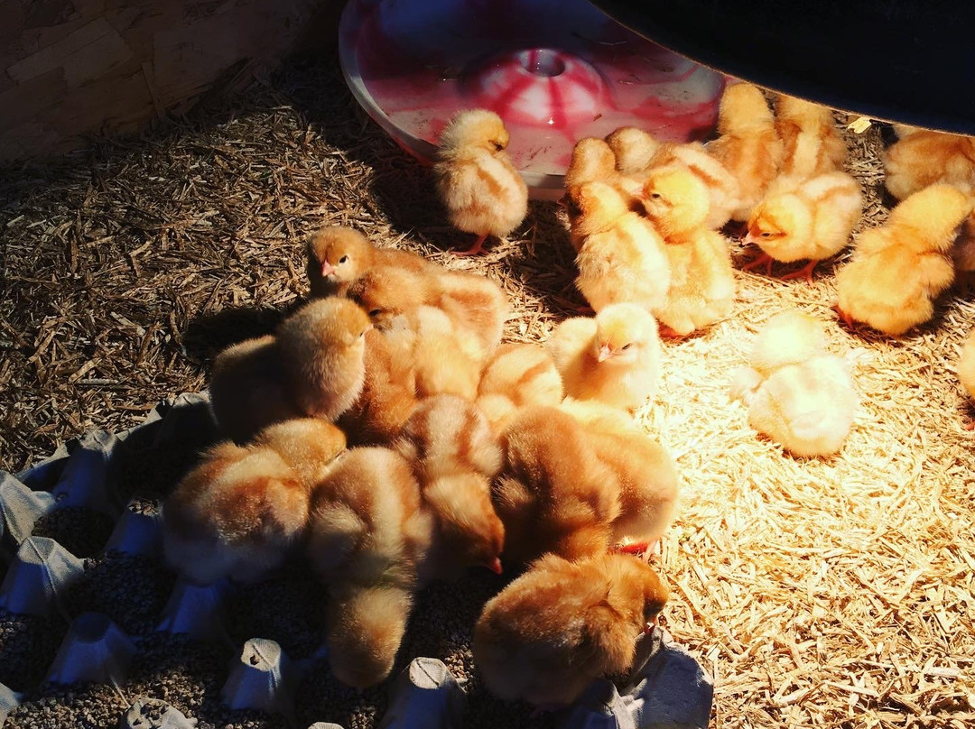 2023年11月Top Barn Farm Shop & Farm Park景点攻略-Top Barn Farm Shop & Farm ...