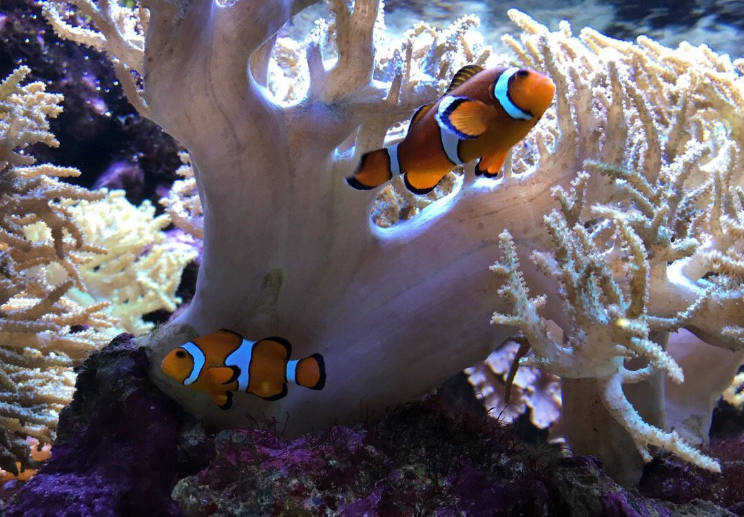 2024年1月Aquarium de Lyon景点攻略-Aquarium de Lyon门票预订|地址|图片-Aquarium de Lyon ...