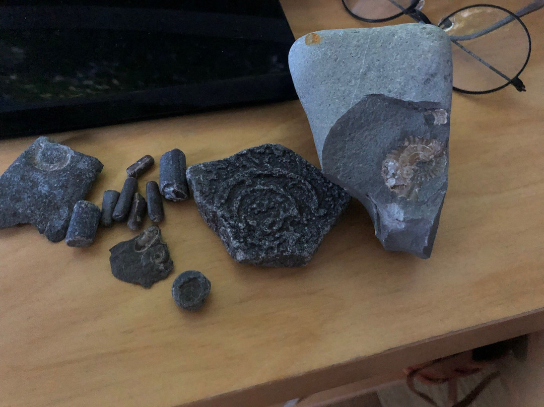 2025年1月Lyme Regis Philpot Museum景点攻略-Lyme Regis Philpot Museum门票预订|地址 ...